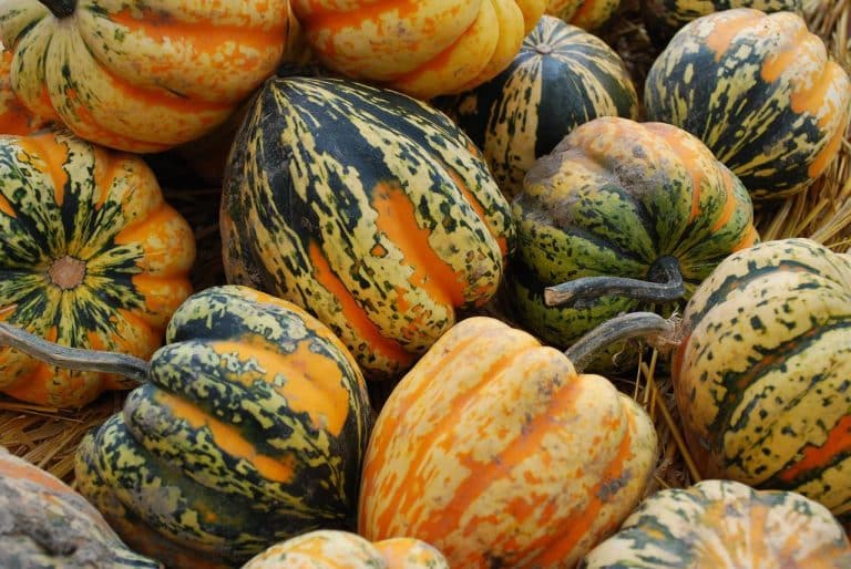 How Long Do Acorn Squash Last?