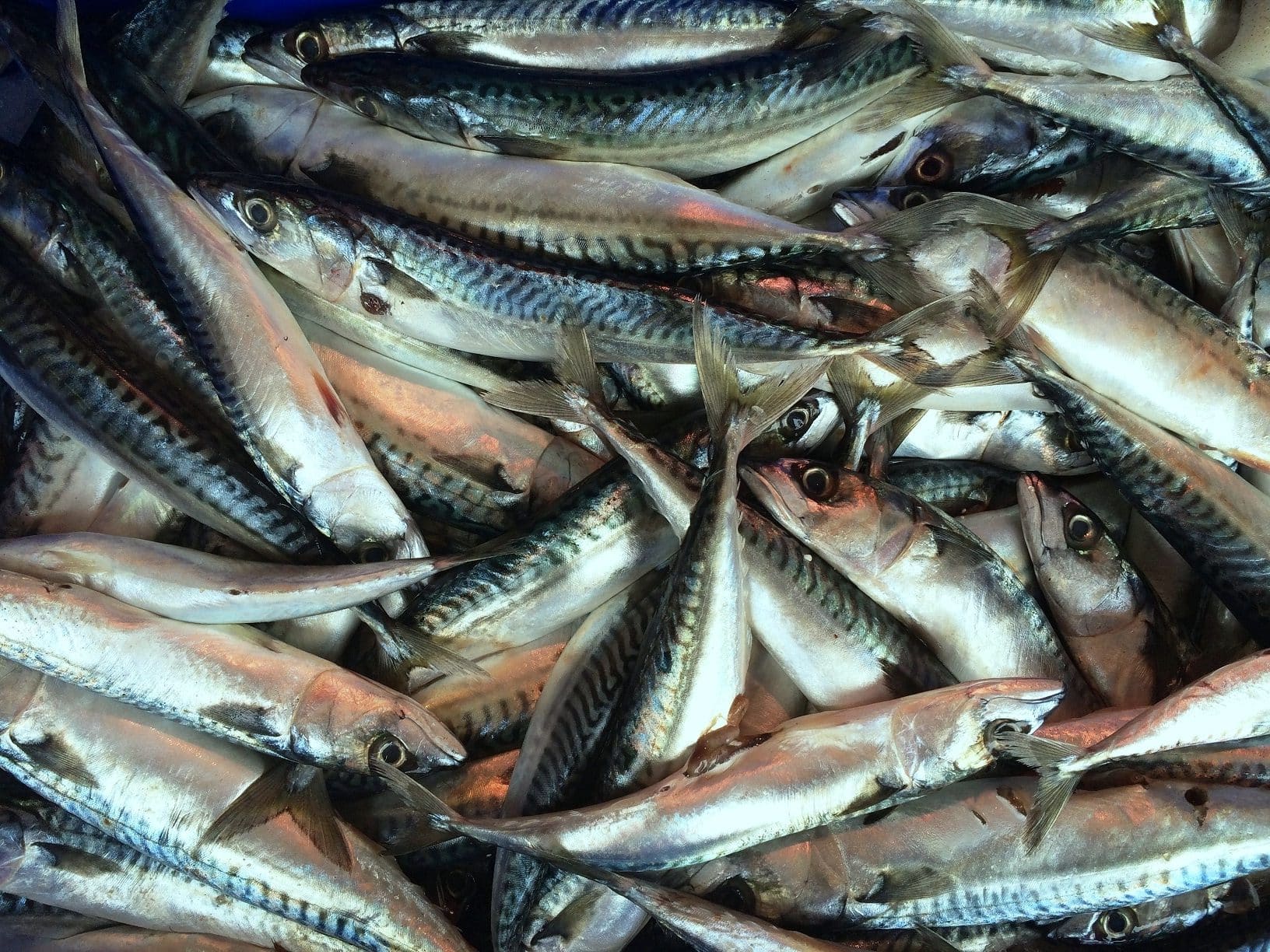 Frozen Mackerel Frozen Mackerel