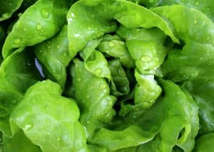 How To Tell If Lettuce Is Bad?