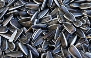 Do Sunflower Seeds Go Bad?